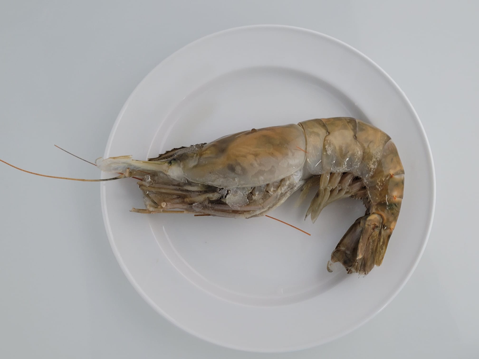 Fresh SG Foods Pte Ltd on WhatsApp ⚡